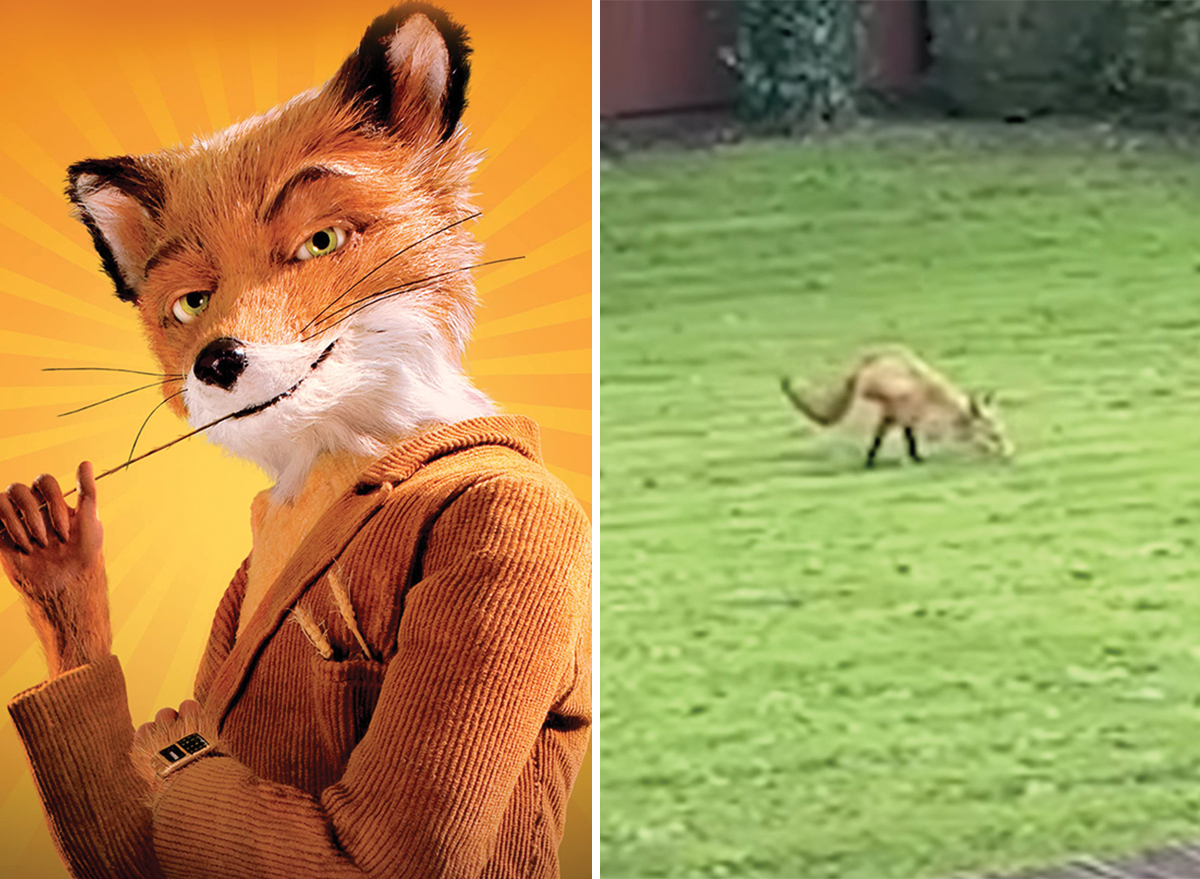 Moment Two-Legged Fox Walks Through Couple’s Garden Upright