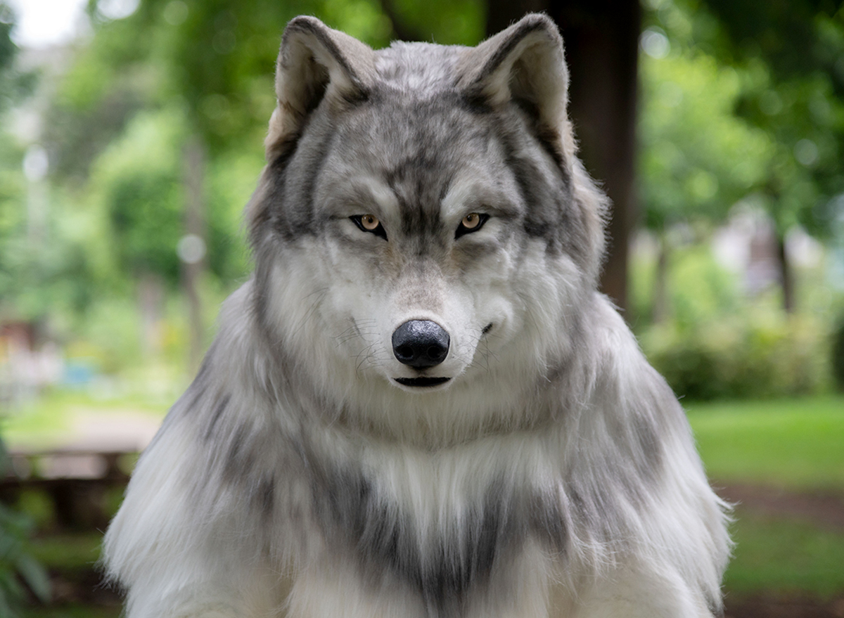 Man Spends $22,000 on Super-Realistic Full-Size Wolf Suit