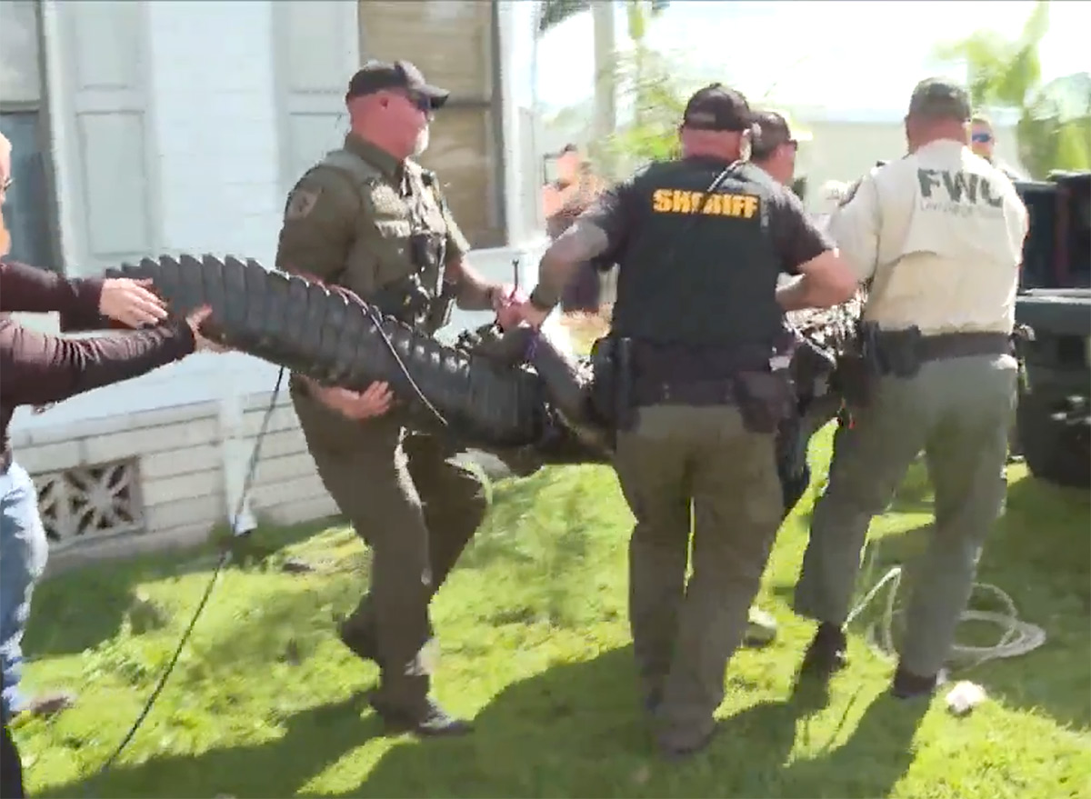 Woman Fights off Alligator by Sticking Finger in His Eye