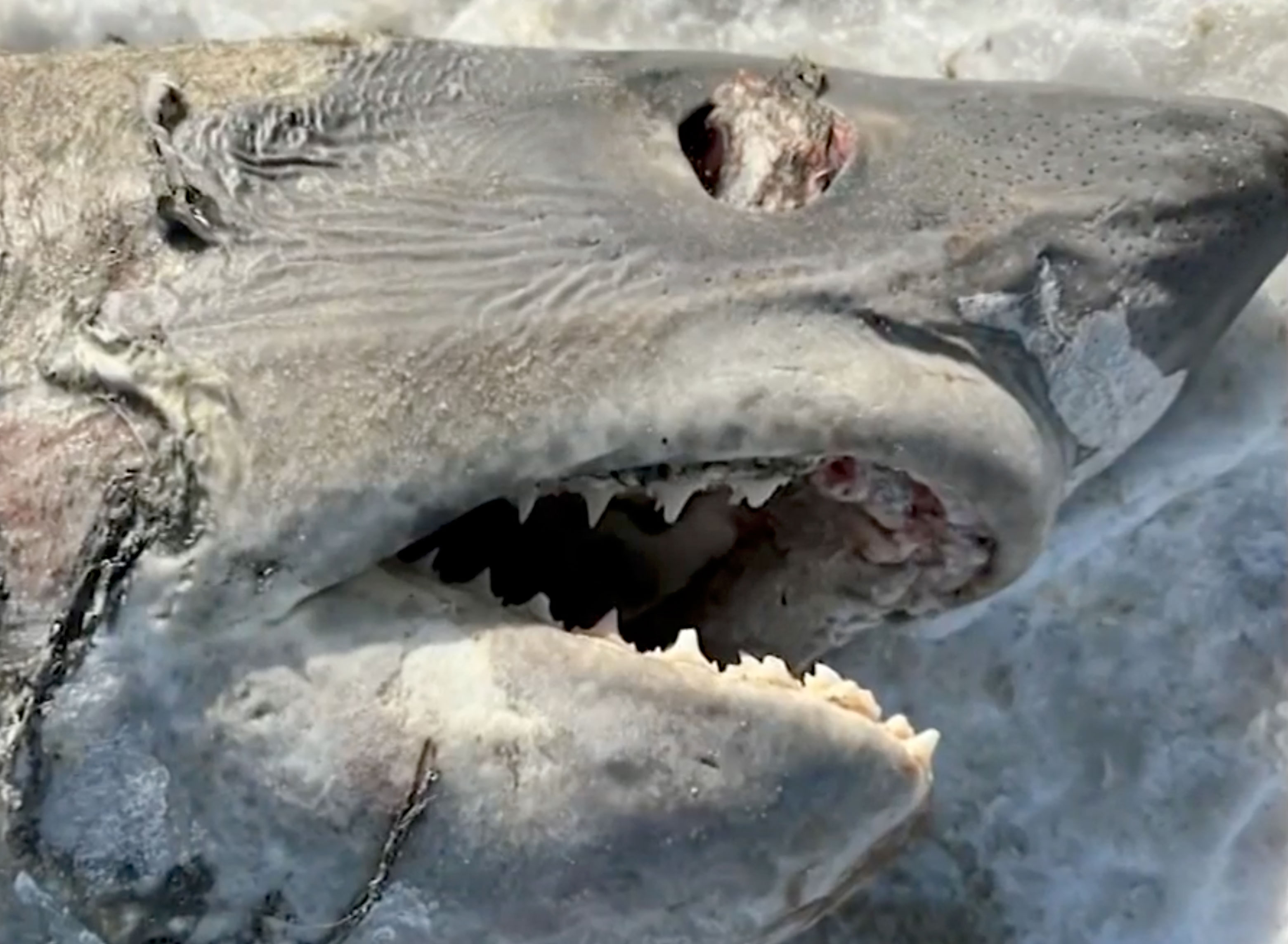 Frozen Porbeagle Shark Washes Up on Popular Beach