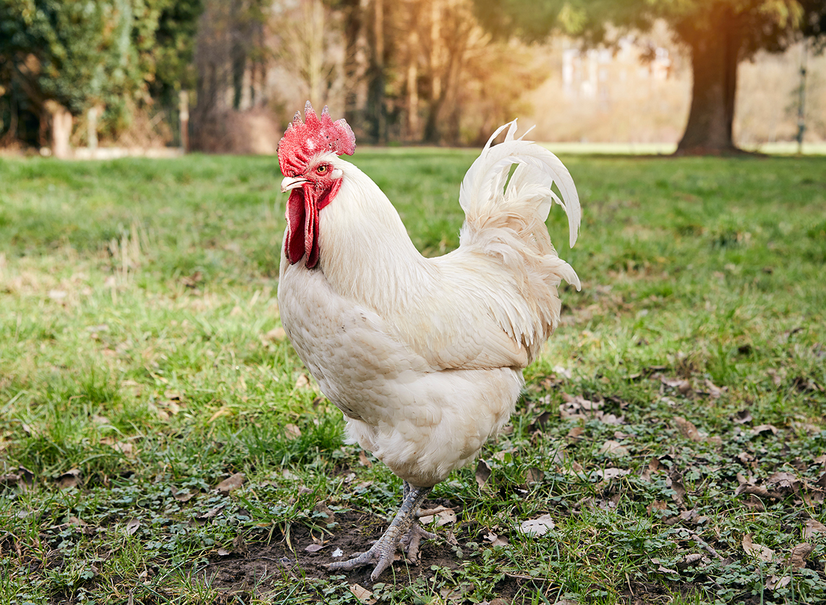 Rooster Kills Man Clawing His Leg, Has History of Attacking People