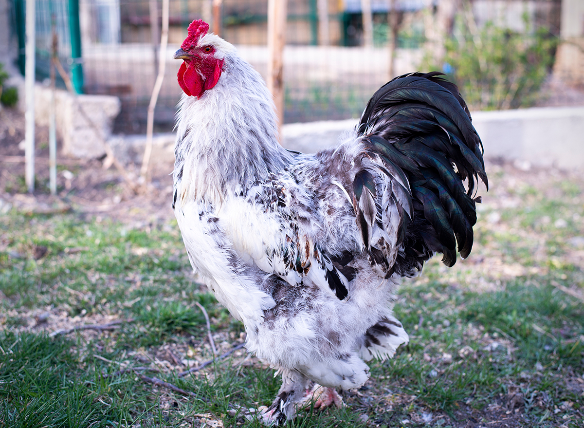 Rooster Kills Man Clawing His Leg, Has History of Attacking People
