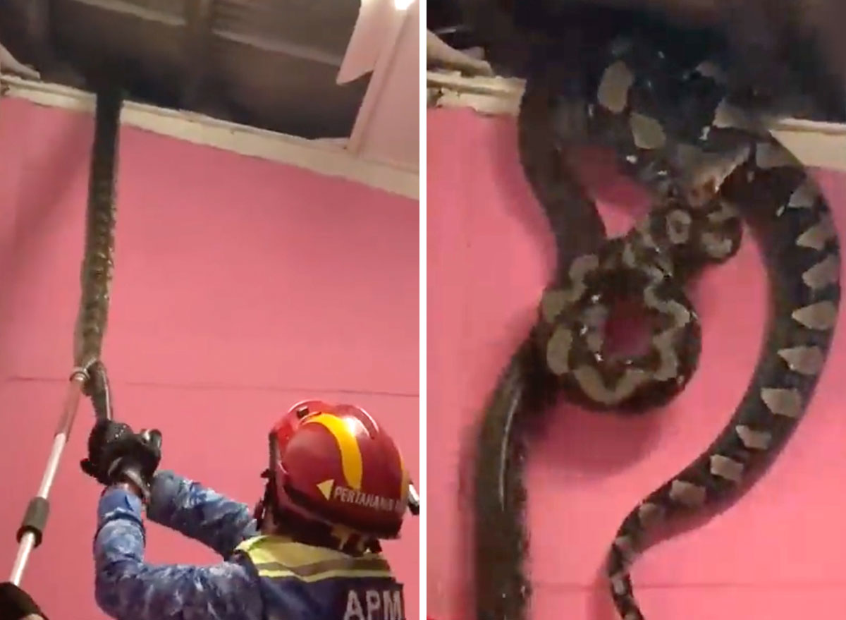Wild Moment Enormous Snakes Fall Through Home’s Ceiling