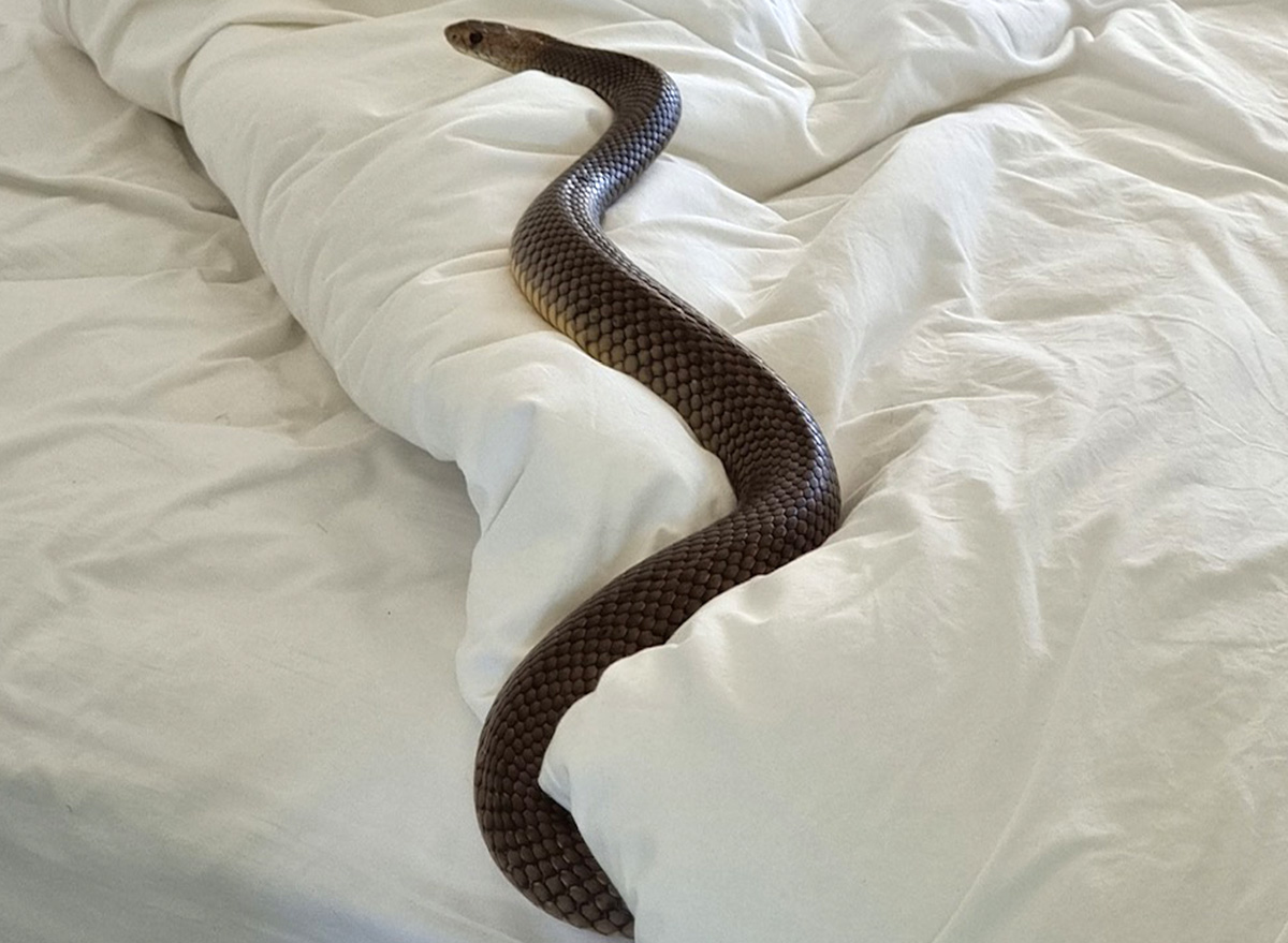 Nightmare Huge Snake Found Sleeping in Bed