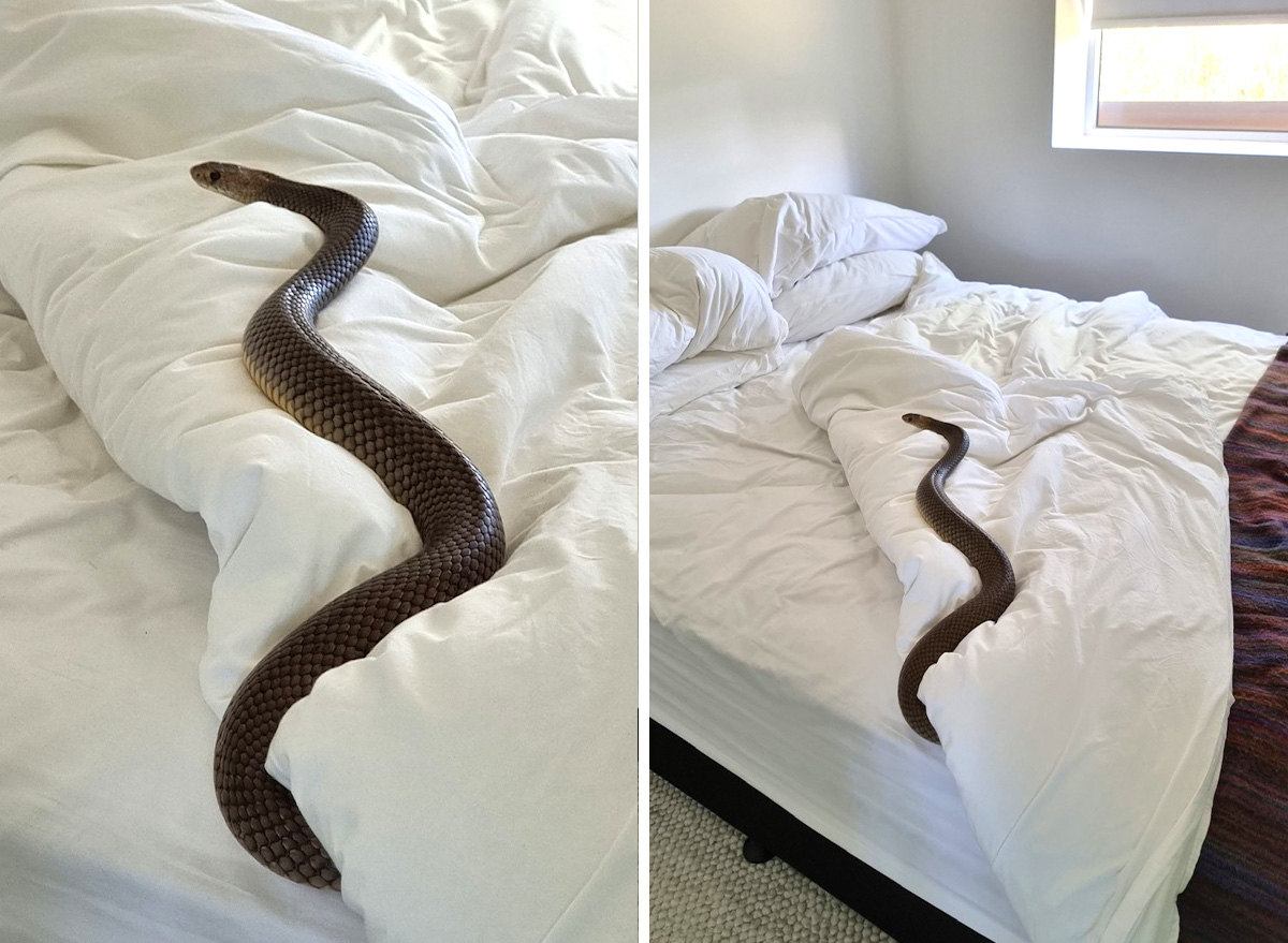 Nightmare Huge Snake Found Sleeping in Bed