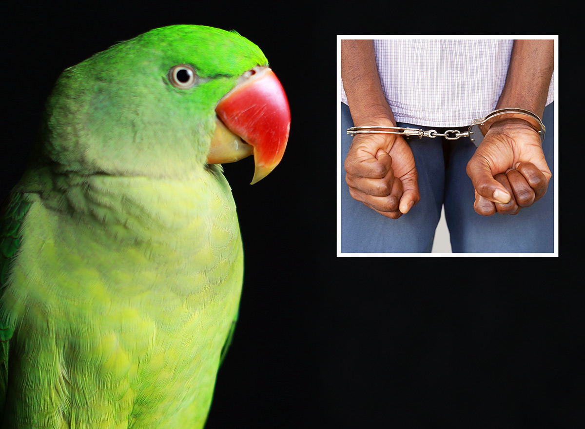 Talking Parrot's Testimony Condemns Man to Life for Murder