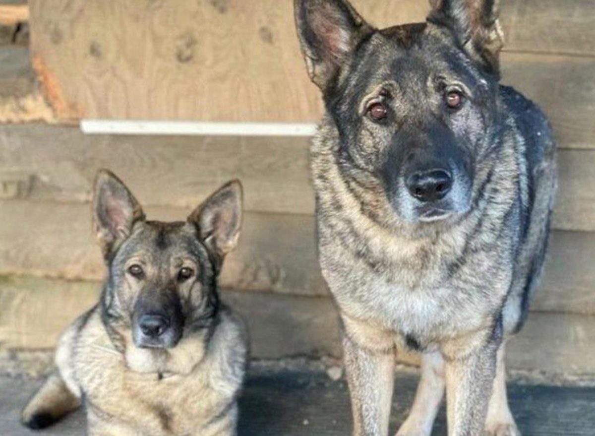 Hunter Killed Pet German Shepherds, Thought They Were Coyotes