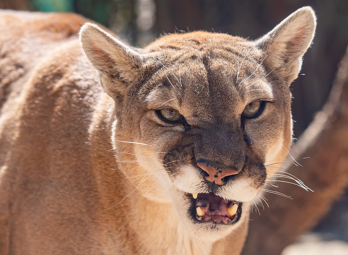 Cougar Attacks 8-Year-Old Camper in Olympic National Park