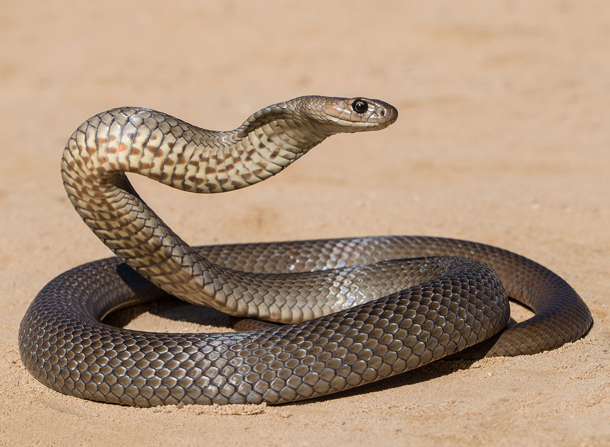Nightmare Huge Snake Found Sleeping in Bed