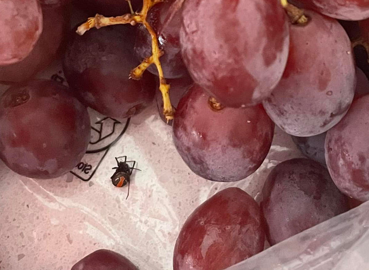 Supermarket Customer Finds Venomous Spider Inside Banana