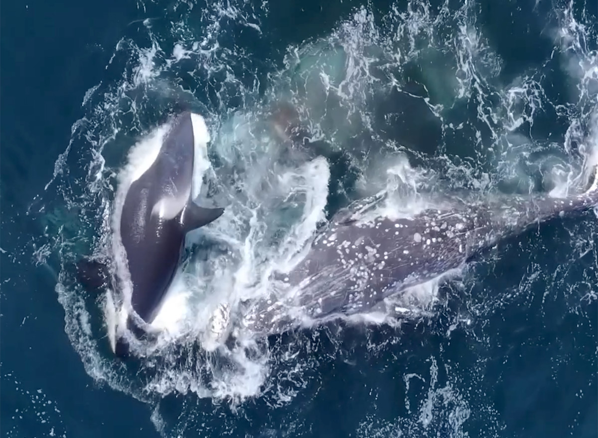 30 Orcas Attack 2 Gray Whales in 5 Hour Battle off California Coast