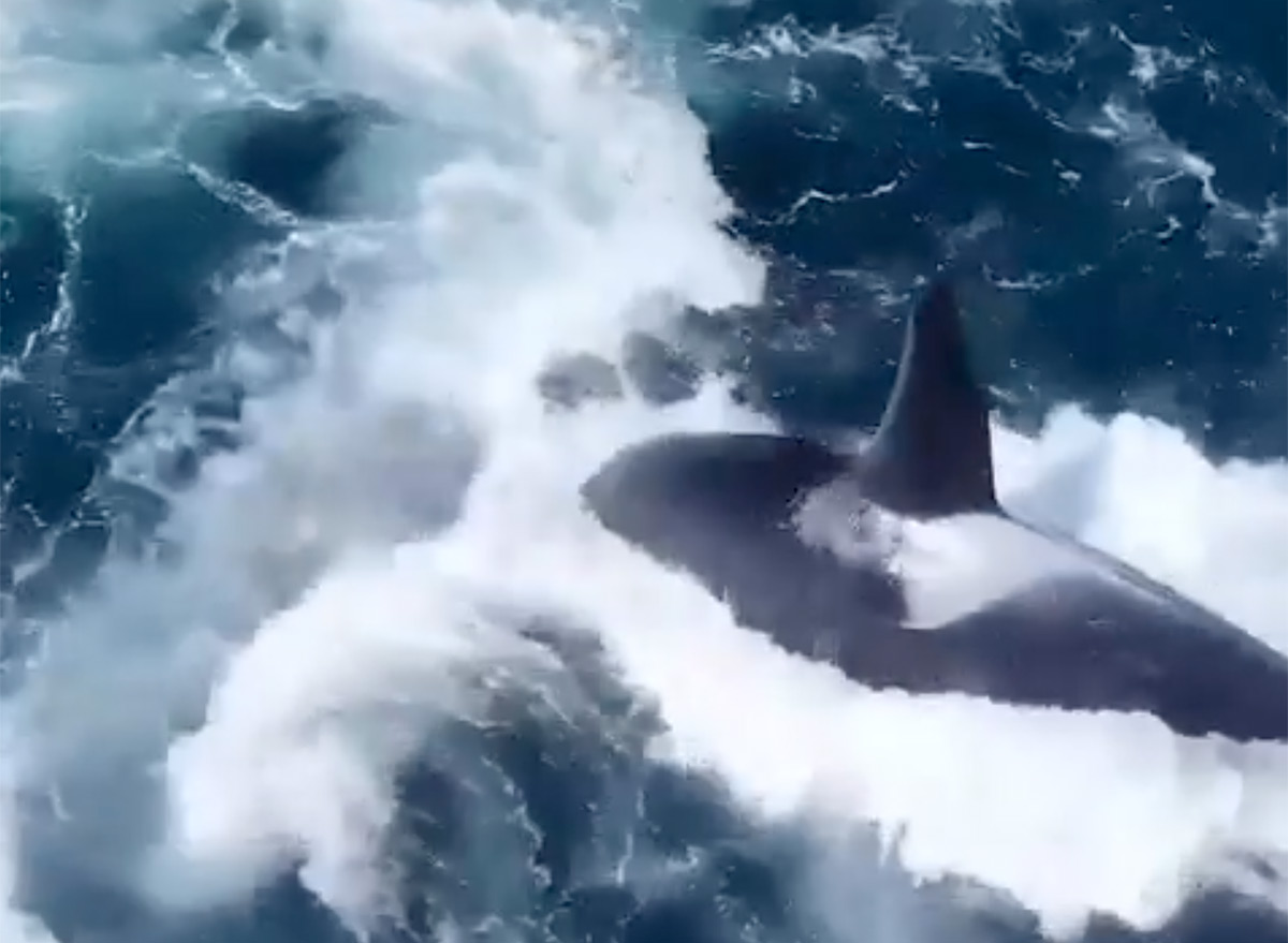 30 Orcas Attack 2 Gray Whales in 5 Hour Battle off California Coast