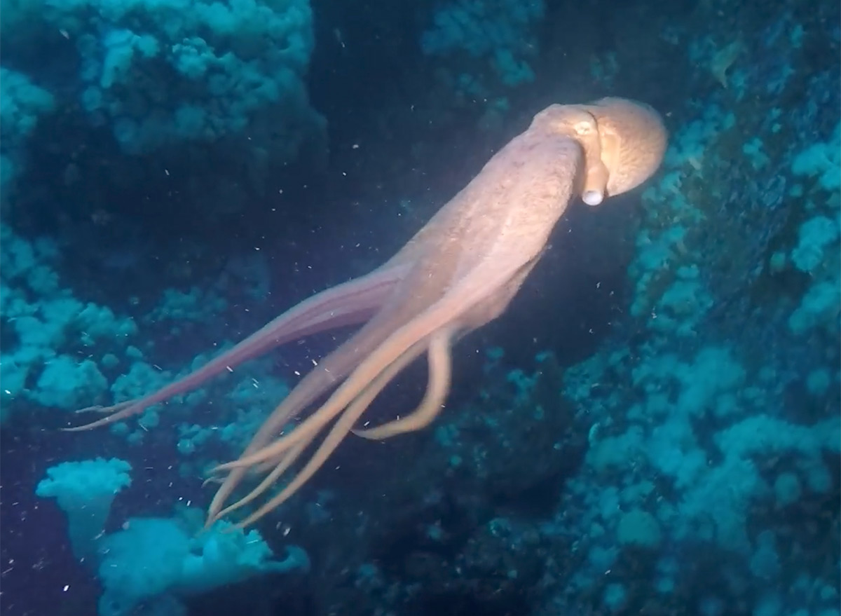 Giant Octopus Nearly Chokes Diver To See His Camera