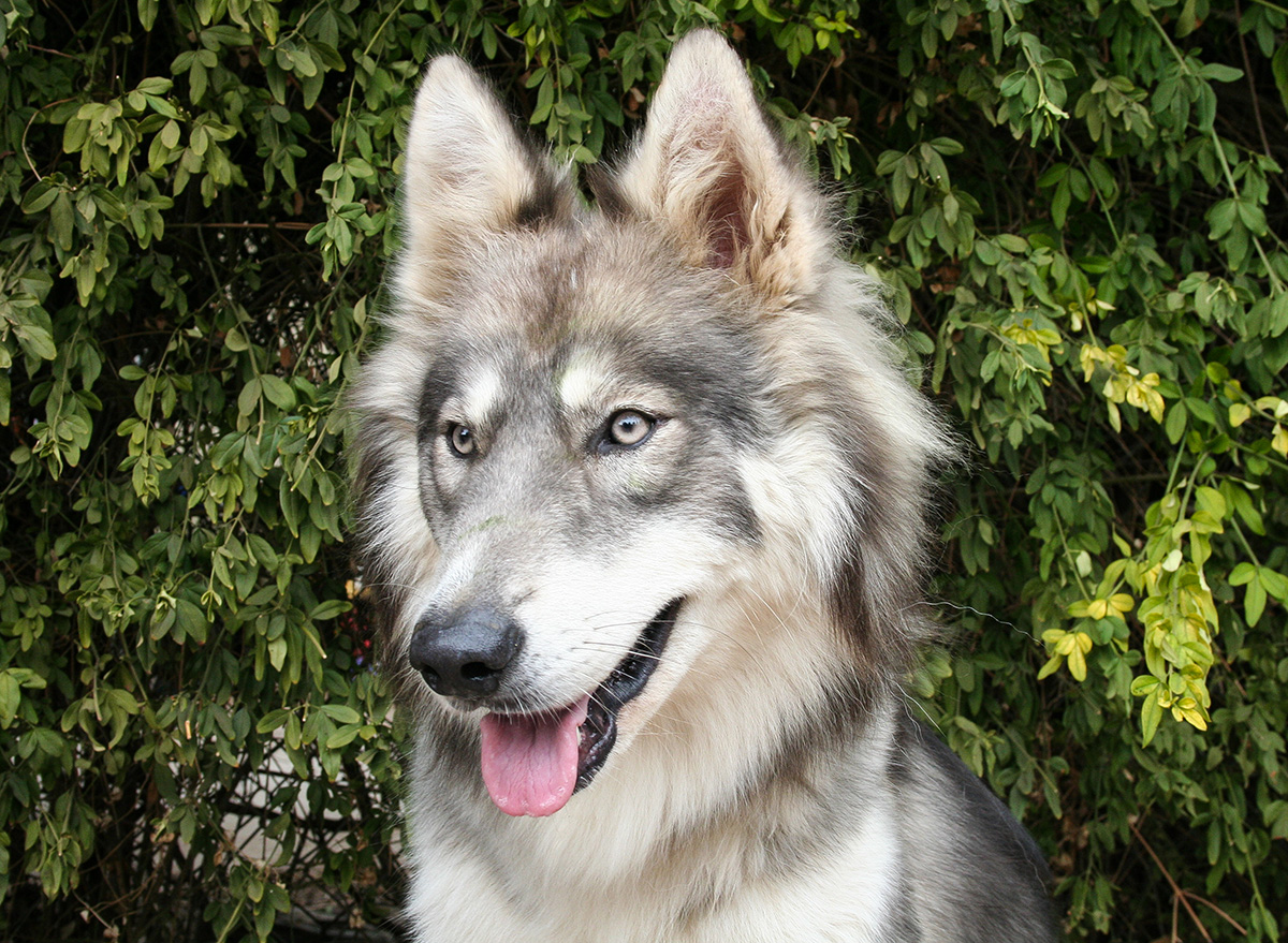 Wolf-Dog Hybrid Puppy Weighing 35 Pounds at 12-Weeks-Old