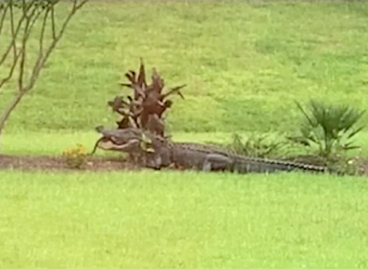Fatal Alligator Attack Linked to Neighborhood Pond, Family Claims