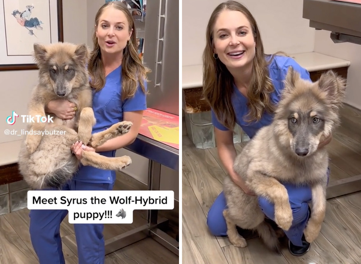 Wolf-Dog Hybrid Puppy Weighing 35 Pounds at 12-Weeks-Old