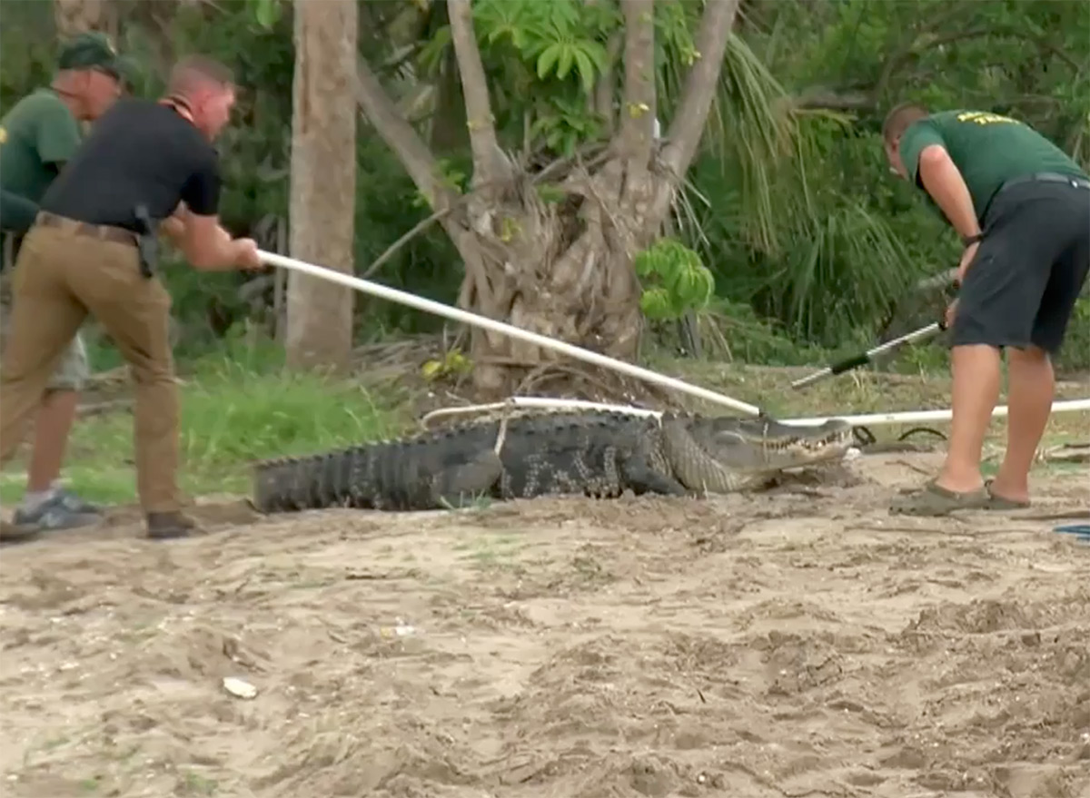 Brutal Alligator Attack Behind Bar Leaves Man with Severe Injuries