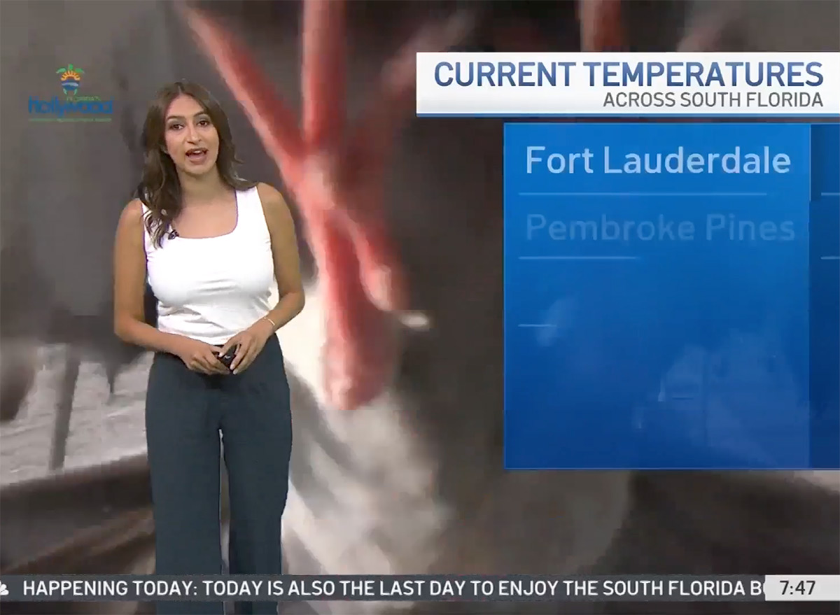 Meteorologist Startled as Pigeon Invades Weathercam Live on Air