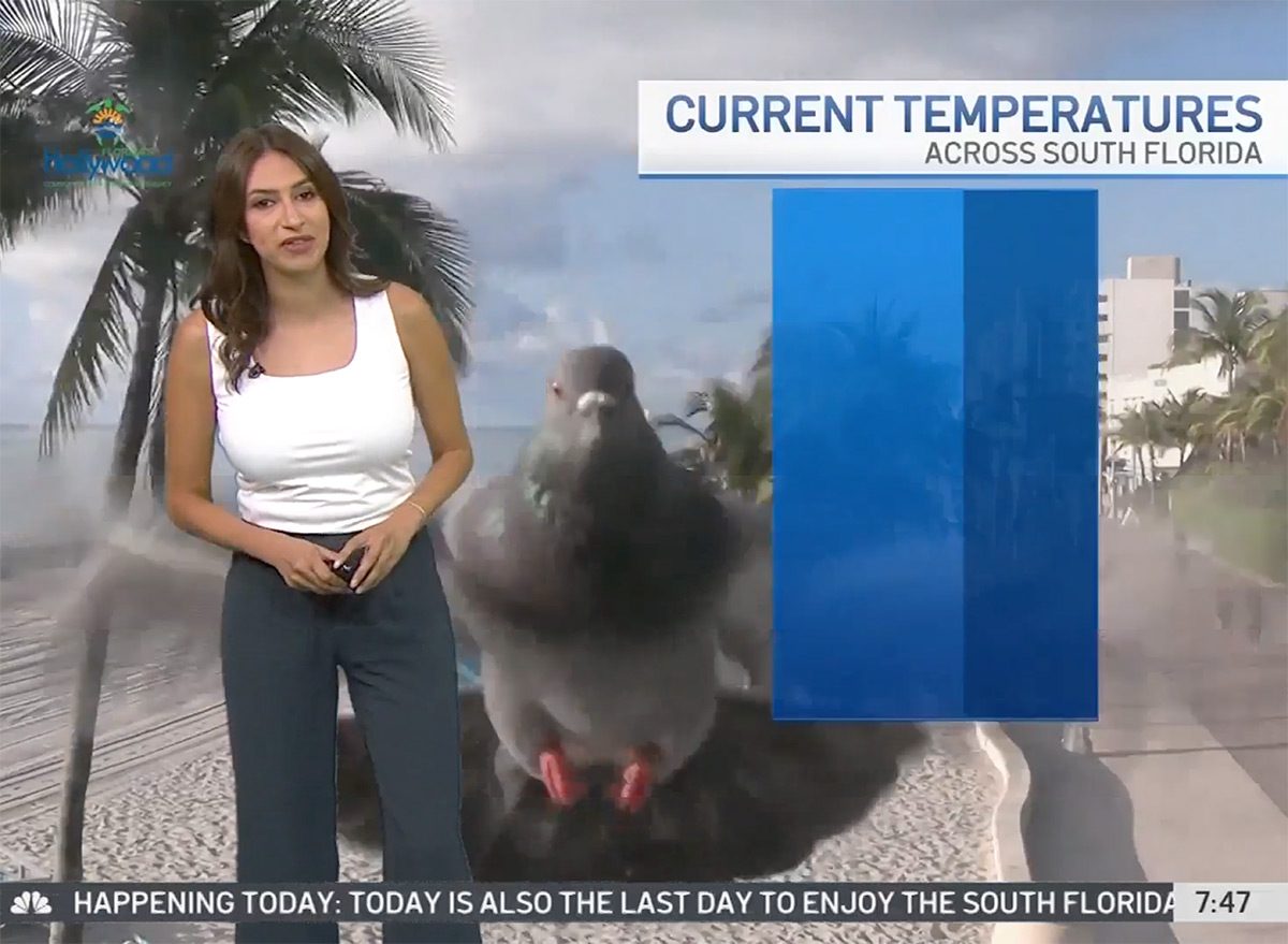 Meteorologist Startled as Pigeon Invades Weathercam Live on Air
