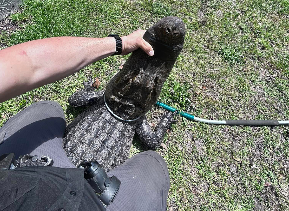 Baby Gator Gets “Big Mad” When Deputies Catch It