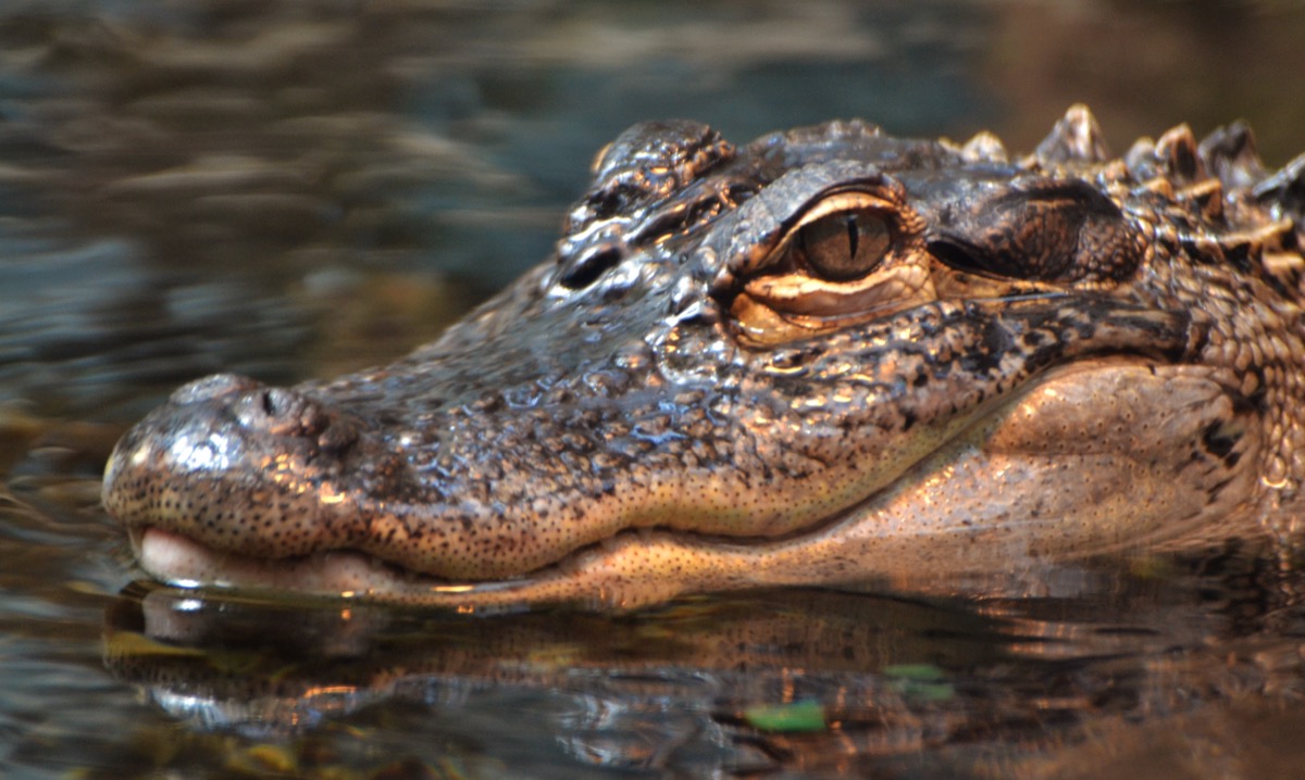 Cop's Encounter With Massive Alligator Turns Out to Be a Prank