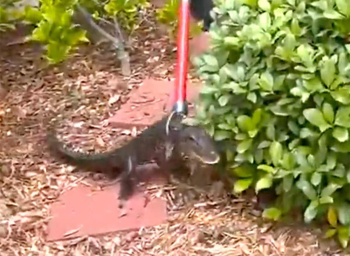 Baby Gator Gets “Big Mad” When Deputies Catch It
