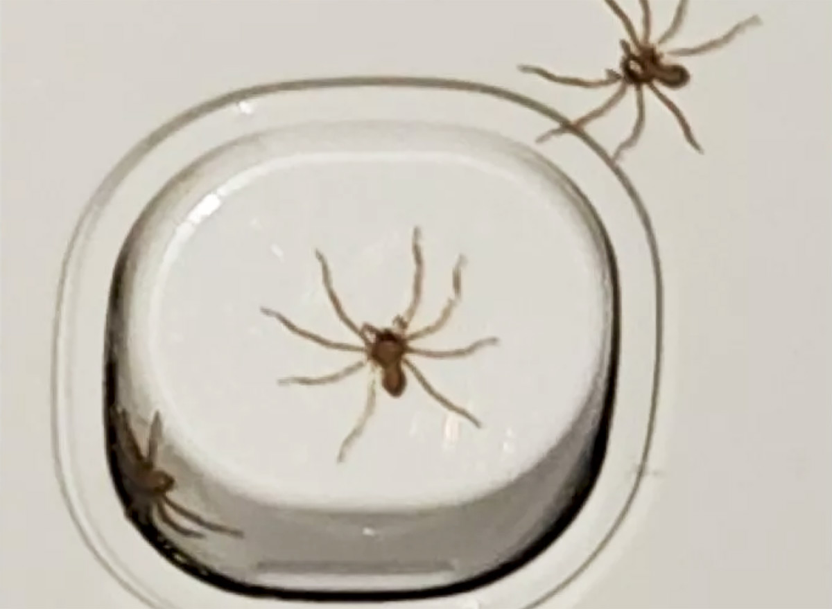 Horde of Spiders Emerges from Walls, Homeowner Horrified