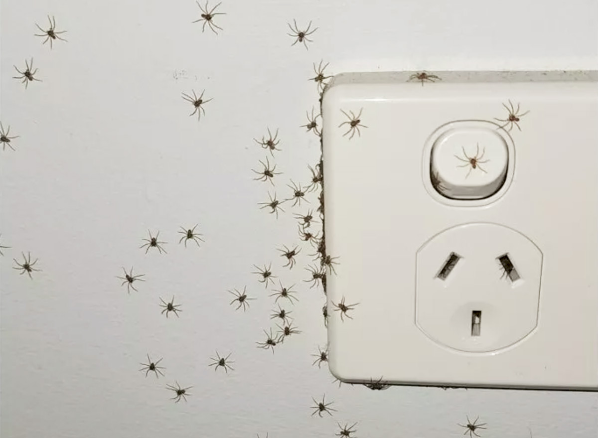 Horde of Spiders Emerges from Walls, Homeowner Horrified