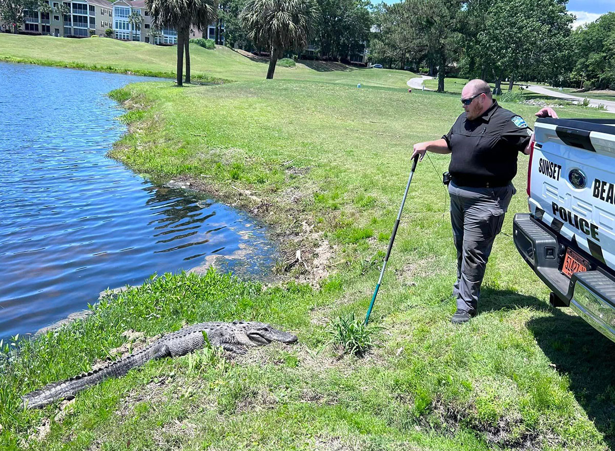 Homeowner Finds Hissing 9-Foot Alligator in His Backyard