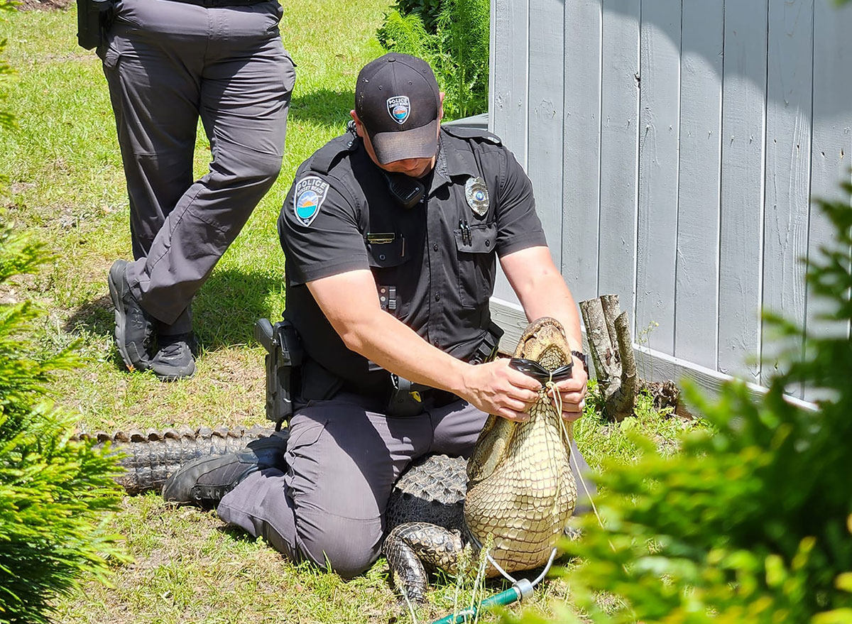 Homeowner Finds Hissing 9-Foot Alligator in His Backyard