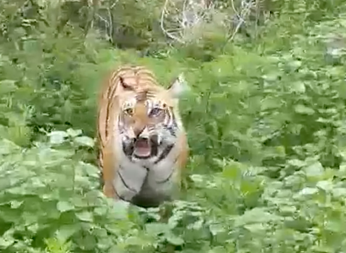 Huge Tiger Charges at Tour Group in Terrifying Video