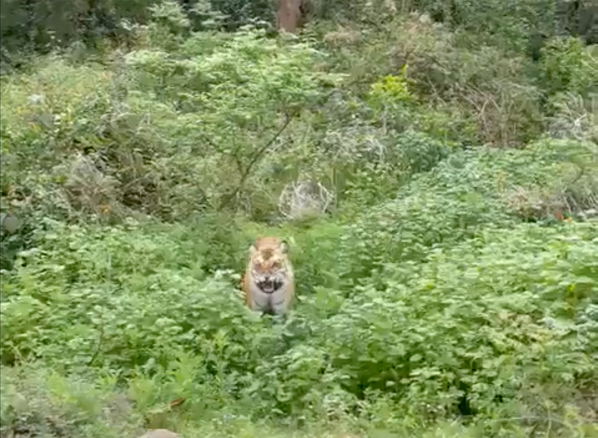 Huge Tiger Charges at Tour Group in Terrifying Video