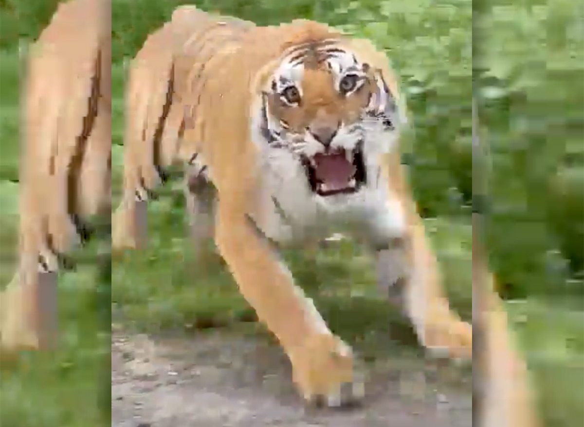 Huge Tiger Charges at Tour Group in Terrifying Video