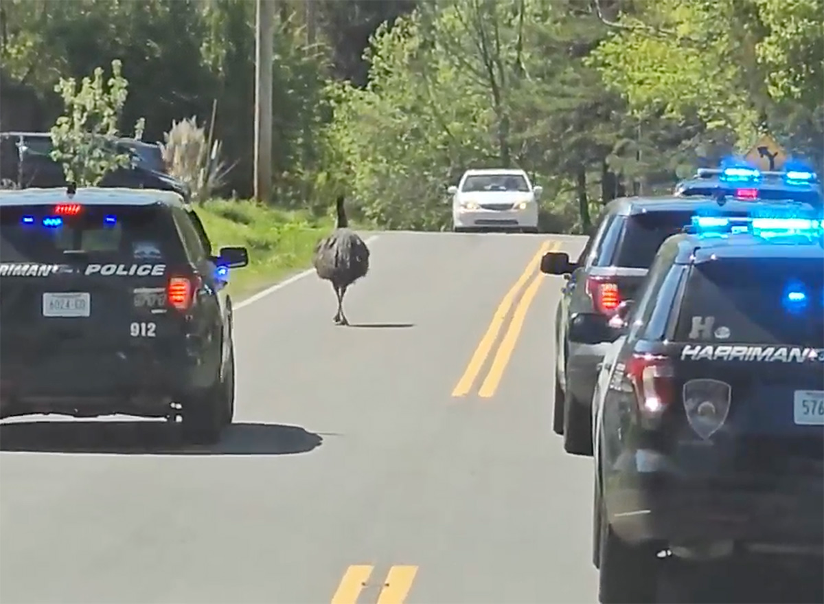 Woman “Terrified” After Being Chased by 2 Emus on Rail Trail