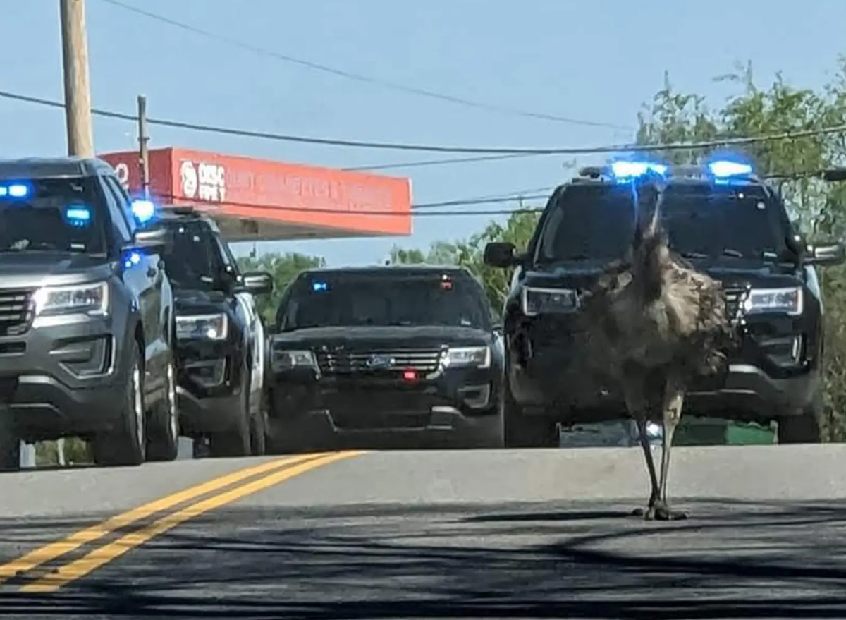 Police Shoot at Crocodiles Chasing Men Who Were Fleeing Arrest