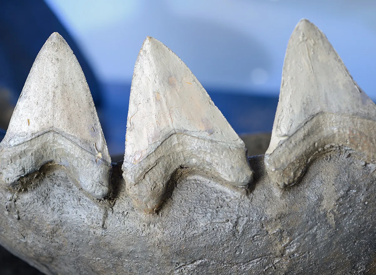 12-Year-Old Girl Discovers 20-Million-Year-Old Shark Tooth
