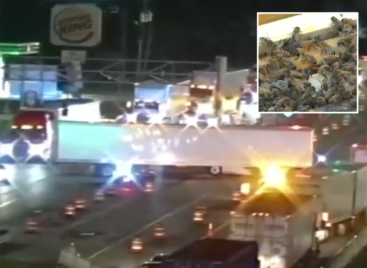 1 Million Bees Released Onto Commuters After Crash on Highway