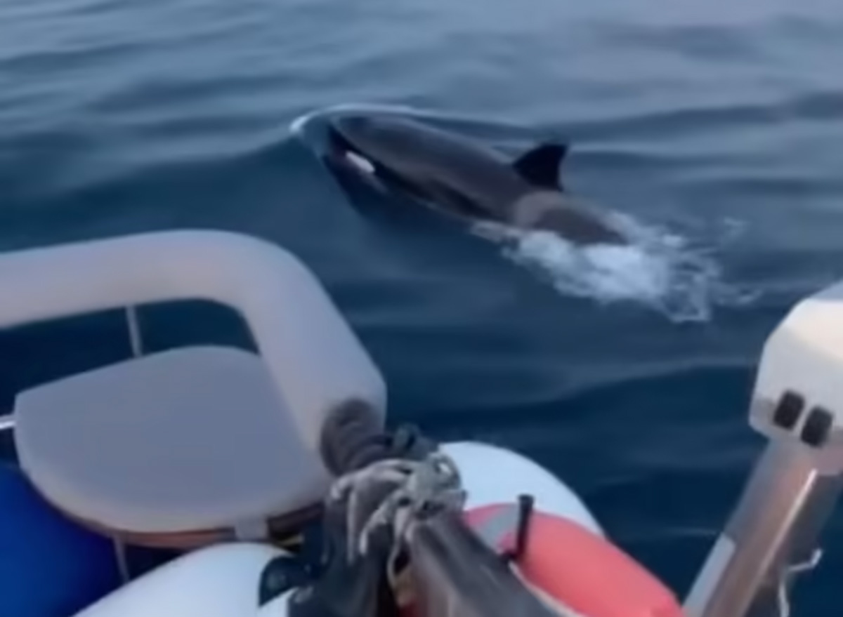 Female Sailor Survives After Yacht Wrecked by Killer Whales