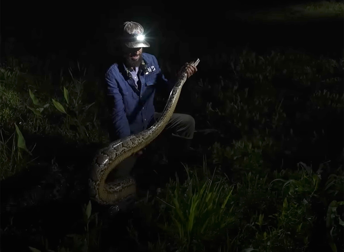 Trapper Wrestles 50-Pound Invasive Python to the Ground