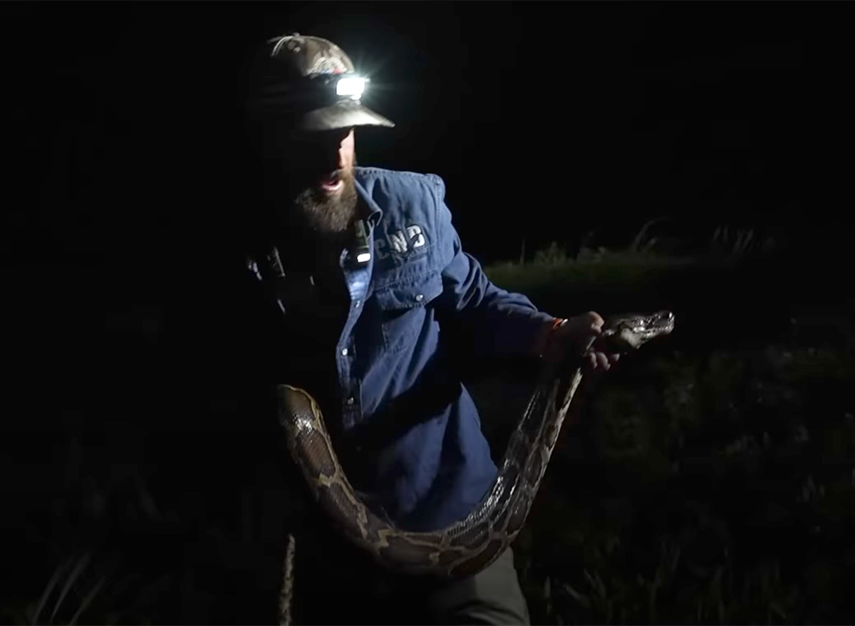 Trapper Wrestles 50-Pound Invasive Python to the Ground