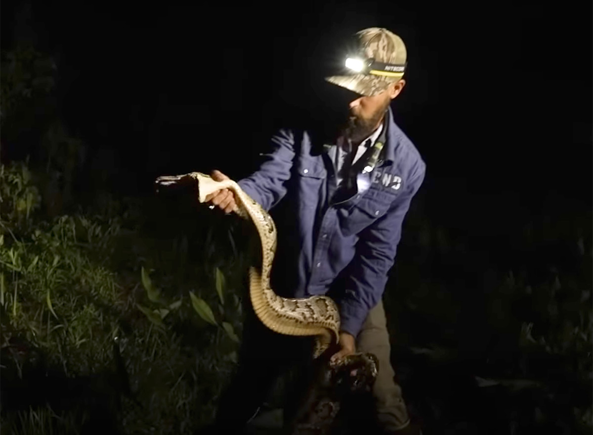 Trapper Wrestles 50-Pound Invasive Python to the Ground