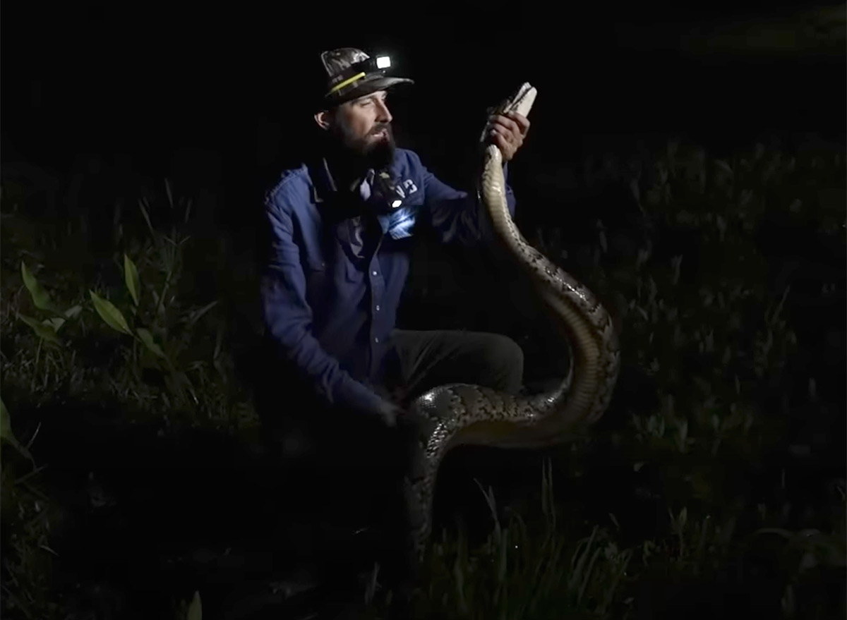 Trapper Wrestles 50-Pound Invasive Python to the Ground