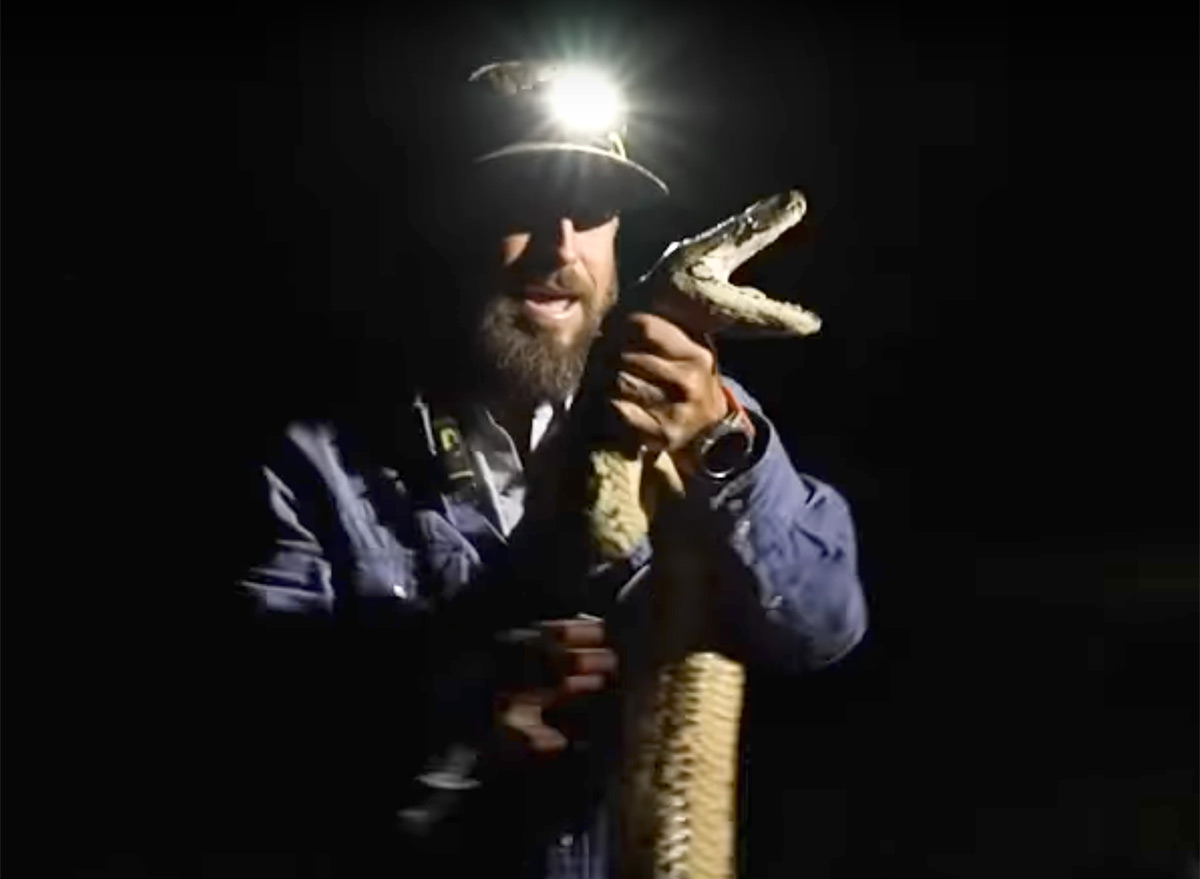 Trapper Wrestles 50-Pound Invasive Python to the Ground