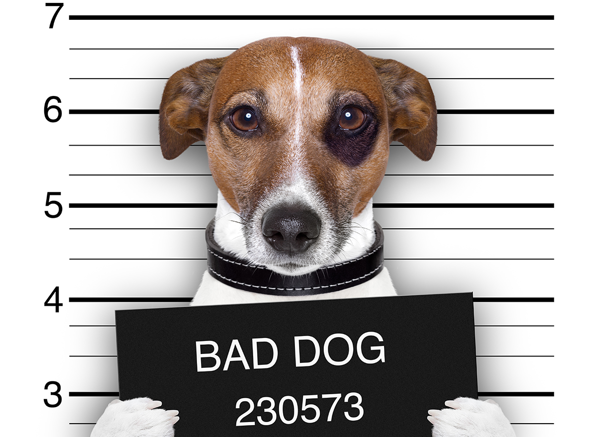 Man Tried to Put Dog Behind Wheel to Avoid DUI: Police Say