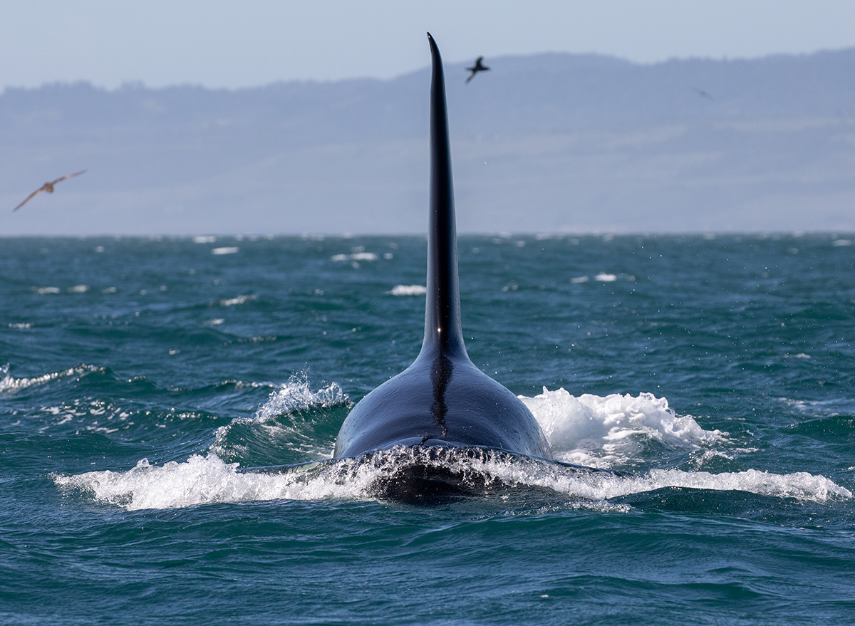 Couple "Petrified" After Killer Whales Attack Their Yacht