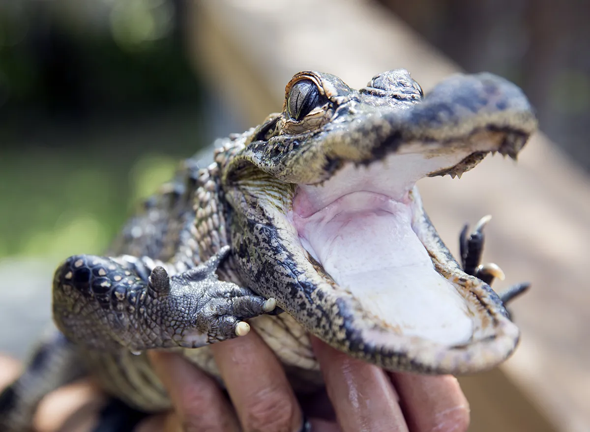 Baby Gator Gets “Big Mad” When Deputies Catch It