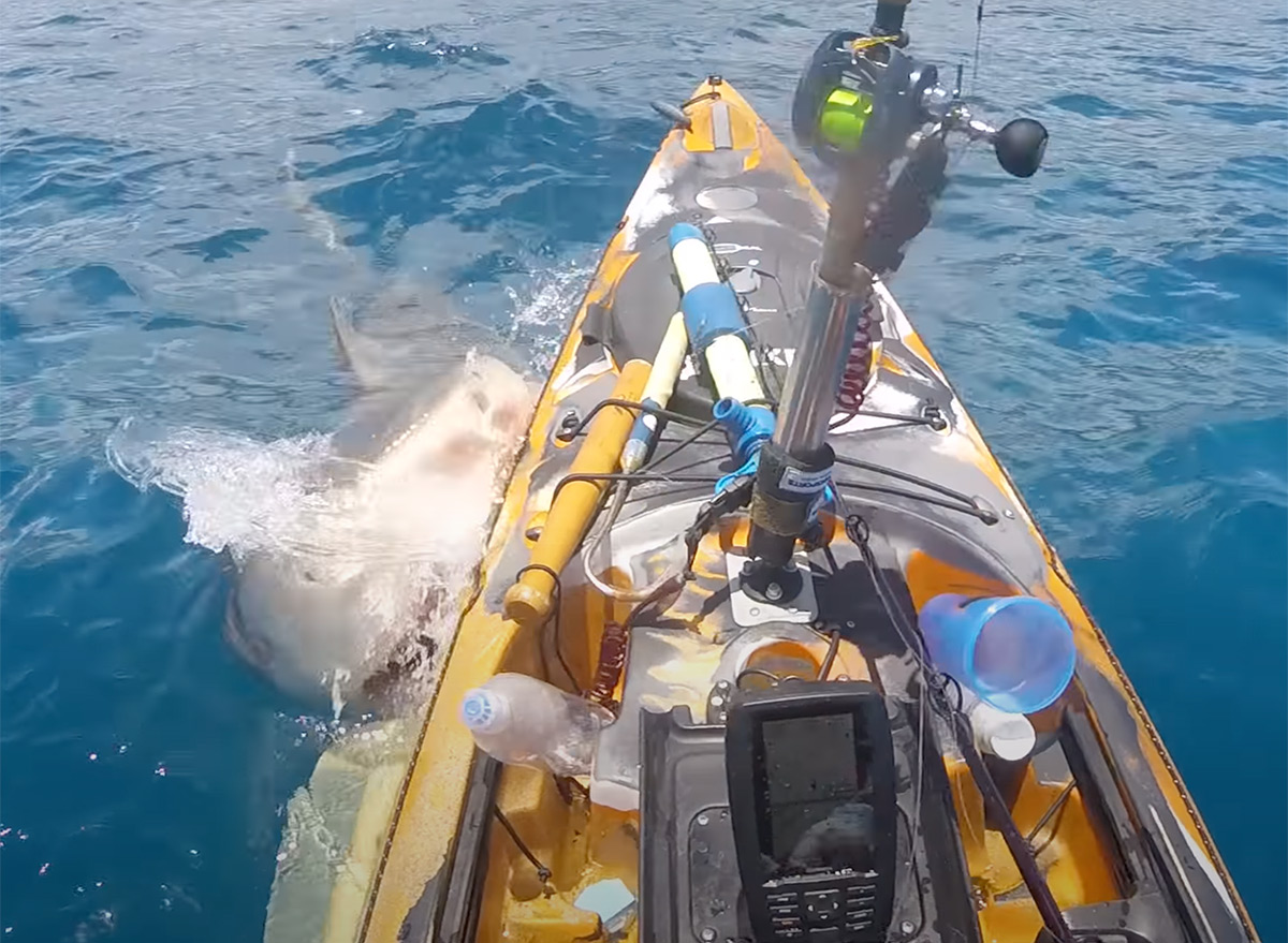 Tiger Shark Rams Kayak, Fisherman Kicks It Away