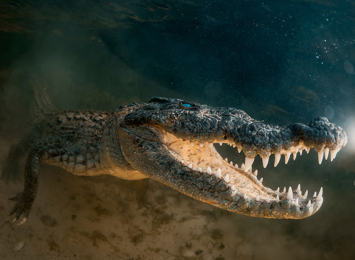Snorkeler Fights Off Crocodile After it Clamped His Jaws