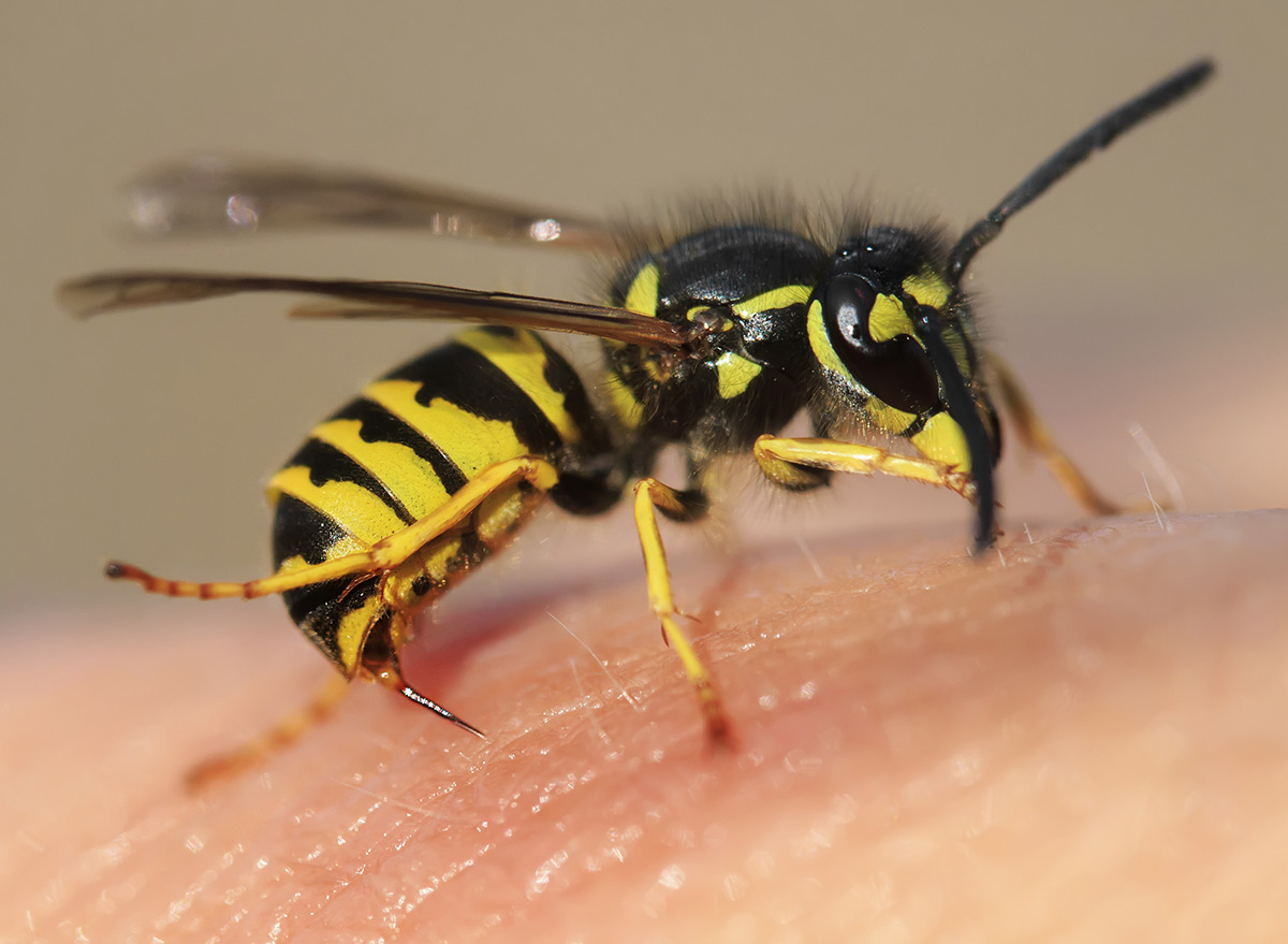 Insect Stings Ranked by Scientists for Pain Intensity