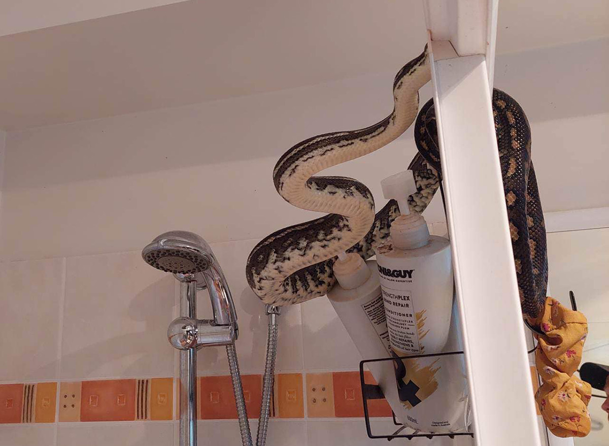 Terrified Resident Finds 22lb Python While Sitting on the Toilet